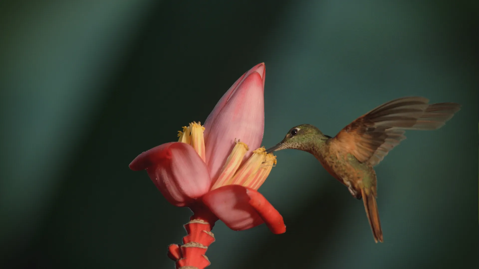 Conquest of the Skies