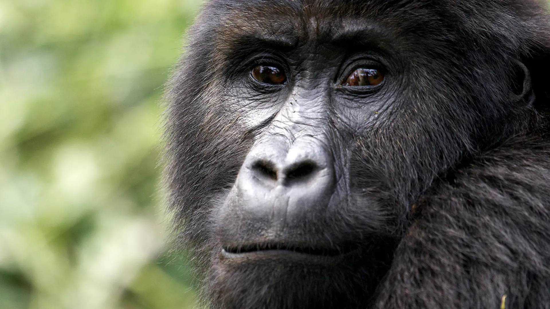 The Great Apes