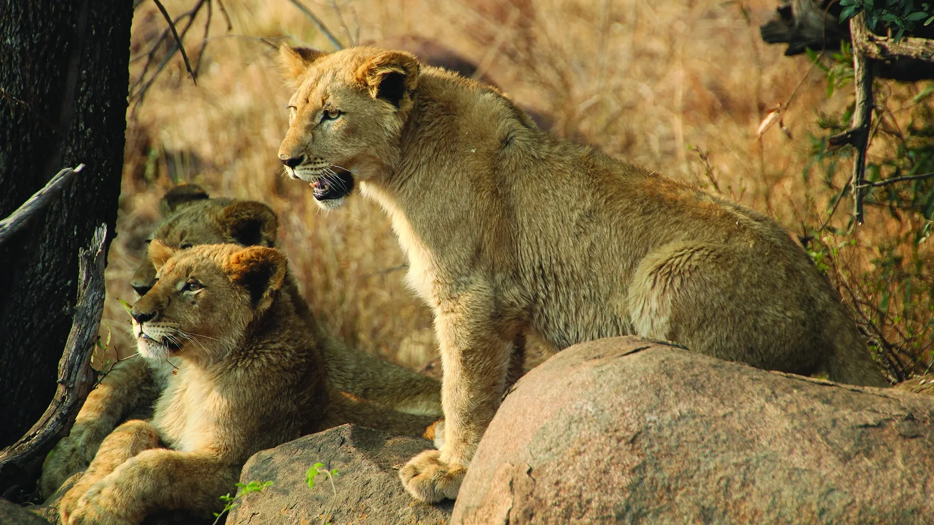 Wild Cats